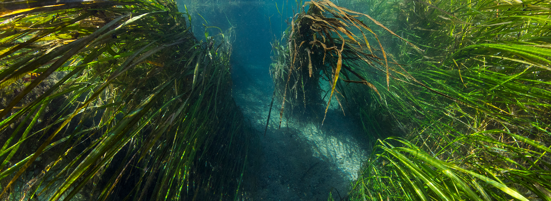 Home - EAConservancy